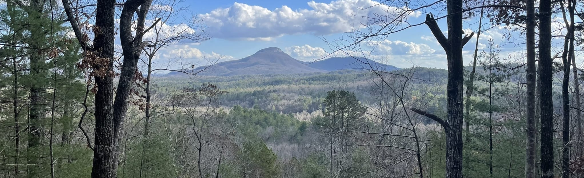 Laurel Ridge Trail Loop - Georgia | AllTrails