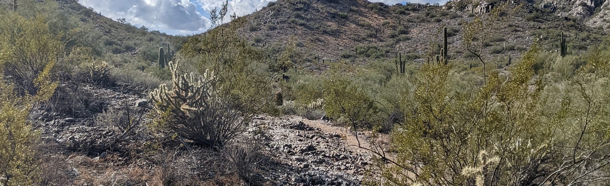 Quartz Ridge Trail 8A and L.V. Yates Trail 8, Arizona - 853 Reviews ...