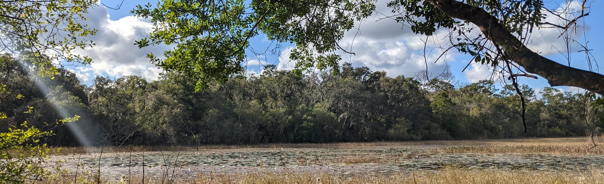 Florida Trail: Croom to Citrus: 2 Reviews, Map - Florida | AllTrails