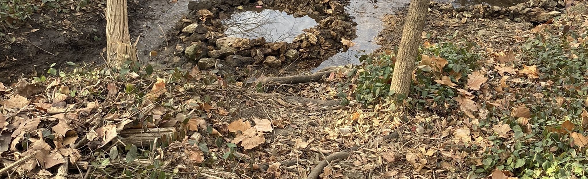 Cave Springs Lake Loop: 27 Reviews, Map - Missouri | AllTrails