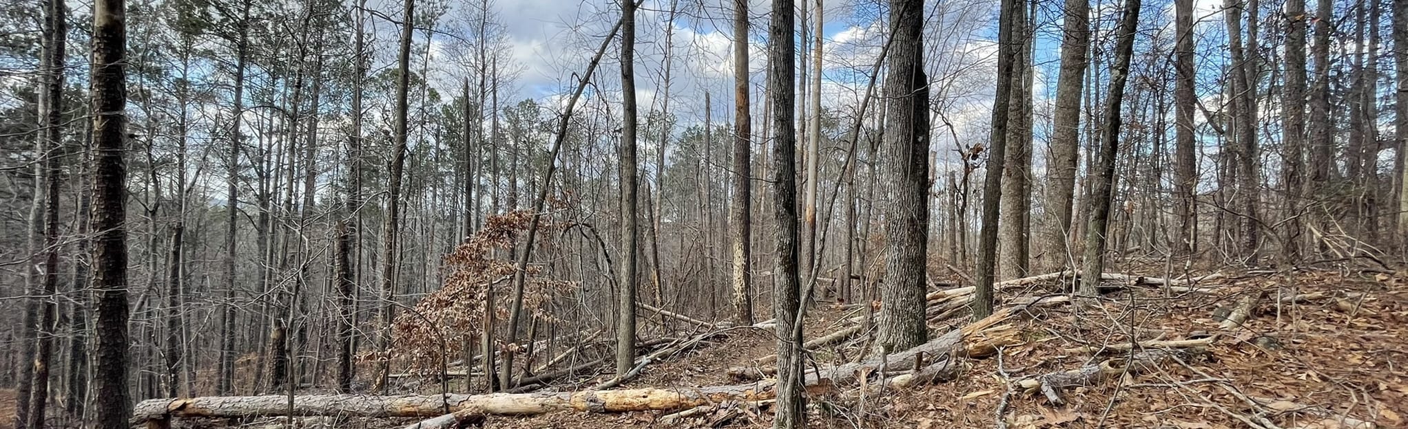 Sara Babb Park Trail: 67 foto's - Georgia | AllTrails