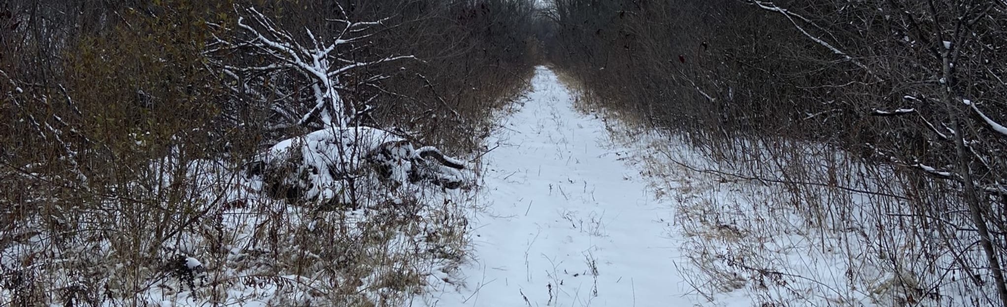 St. Clair Tree Loop: 3 Reviews, Map - Ontario, Canada | AllTrails