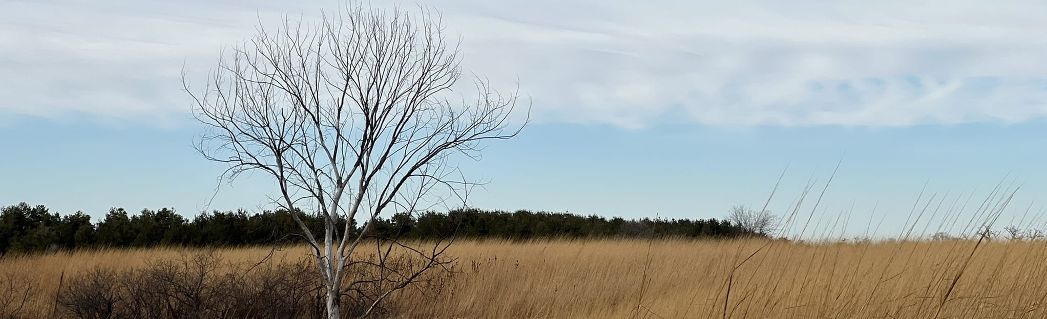 Uhlenhopp Arboretum Loop, Iowa - 61 Reviews, Map | AllTrails