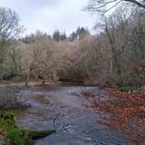 Plymbridge Circular, Devon, England - 101 Reviews, Map | AllTrails