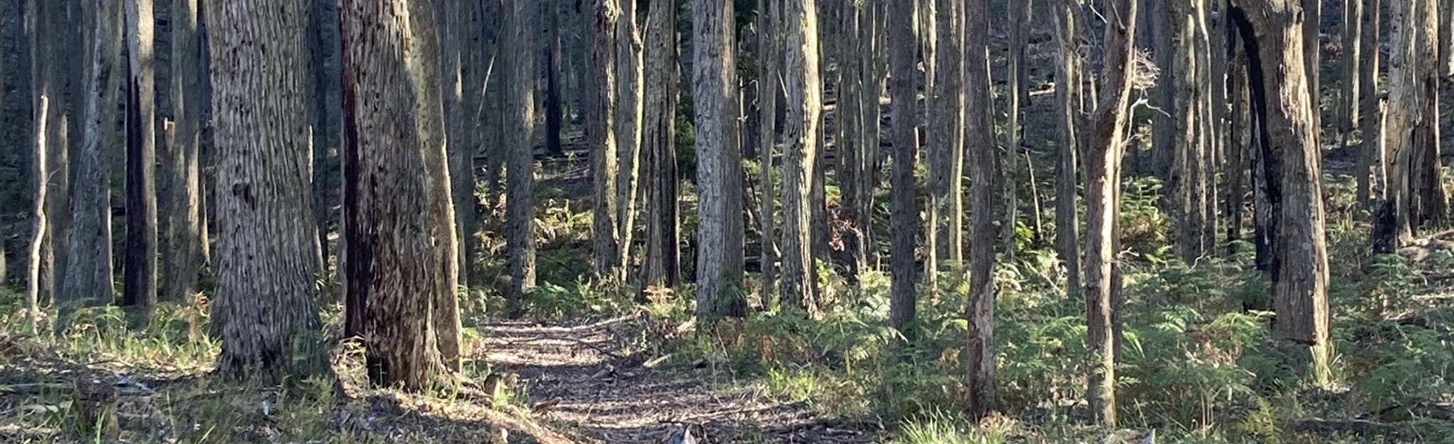 Loam Ridge Track and Green Gully Track - Victoria, Australia | AllTrails
