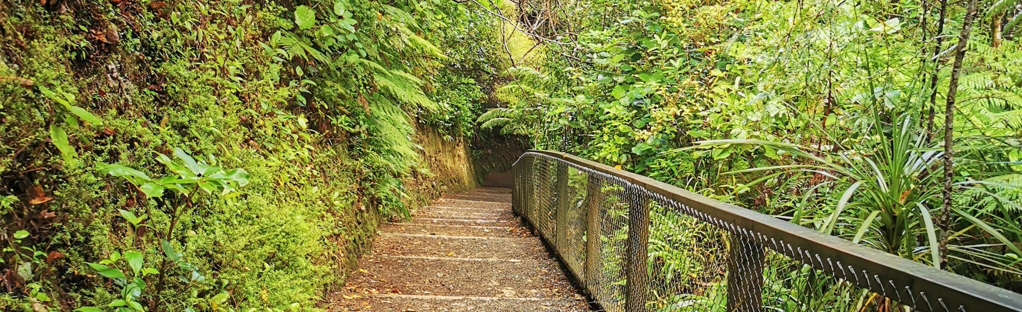 Otari-Wilton’s Bush Circular Walk - Wellington, New Zealand | AllTrails