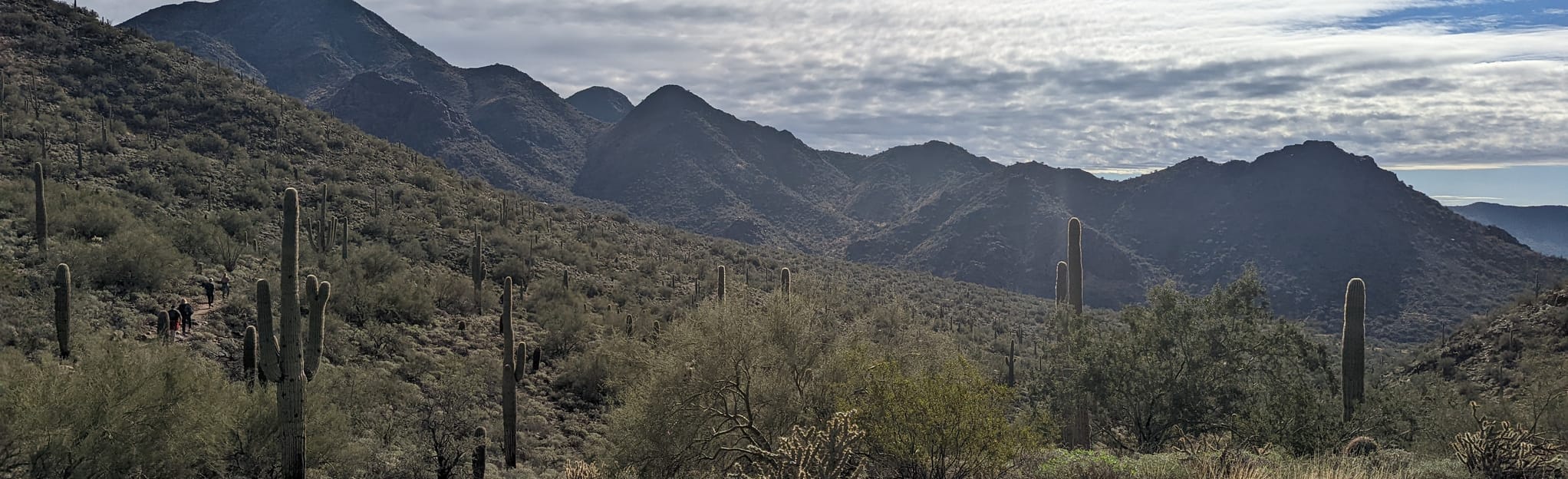 Desert Parks Trail Loop - Arizona | AllTrails