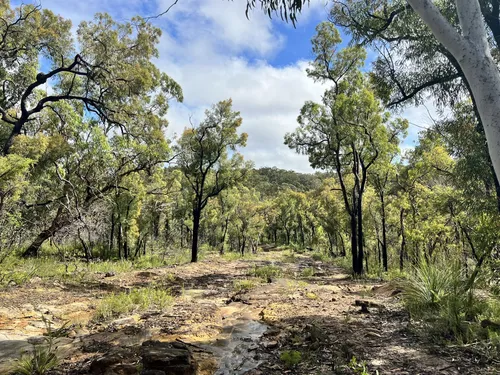 10 Best Hikes and Trails in Dharug National Park | AllTrails