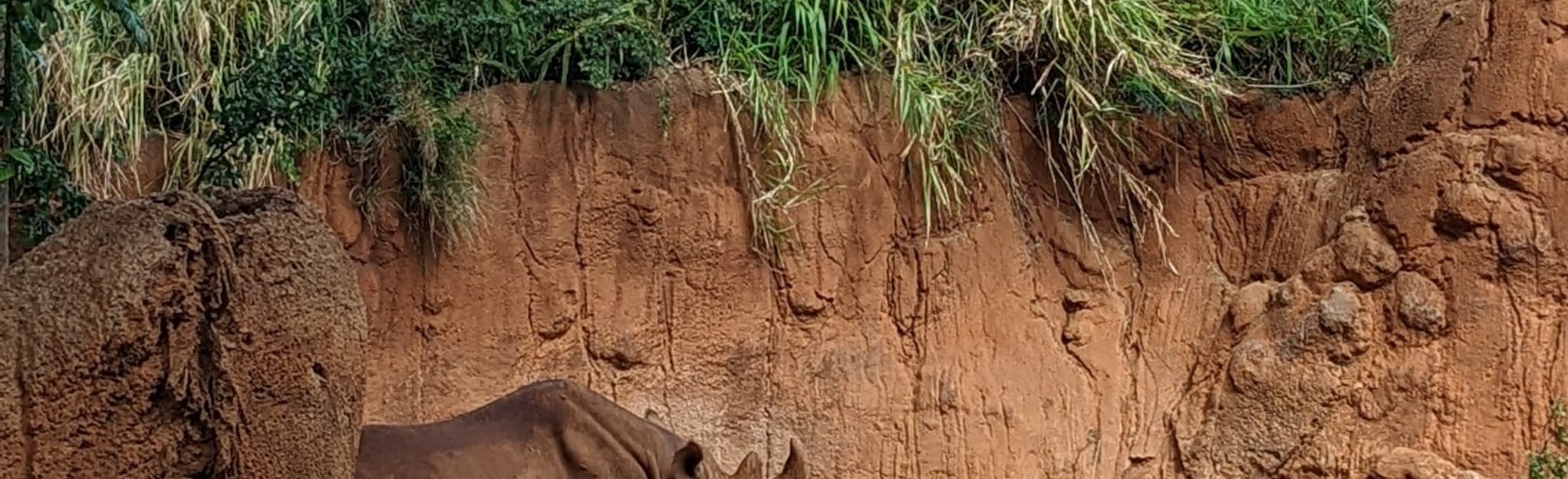 Honolulu Zoo, Oahu, Hawaii - 41 Reviews, Map | AllTrails