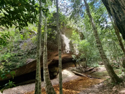 Best Hikes and Trails in Comboyne State Forest | AllTrails