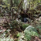 Waitui Falls, New South Wales, Australia - 12 Reviews, Map | AllTrails