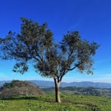 Timberhill Park Trail, California - 221 Reviews, Map | AllTrails