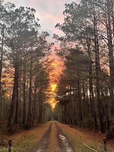 Best 10 Hikes and Trails in Croatan National Forest | AllTrails