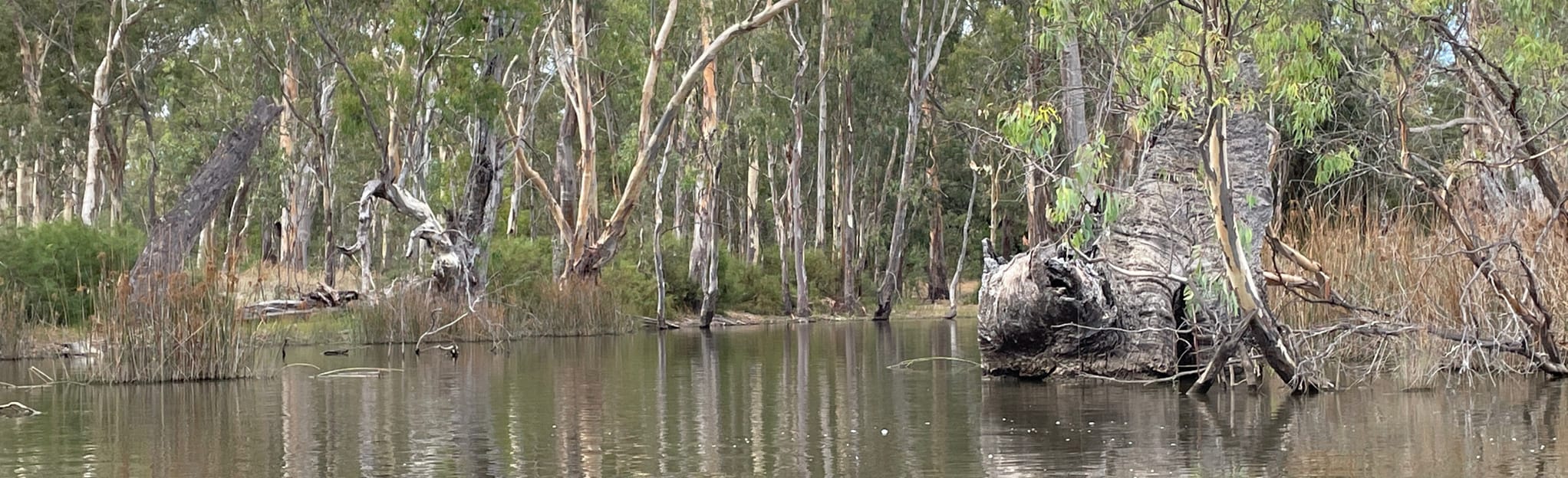 Edward River Paddle: 2 Fotos - New South Wales, Australien | AllTrails