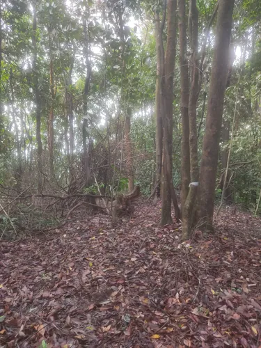 Best Walking Trails in Chukai | AllTrails