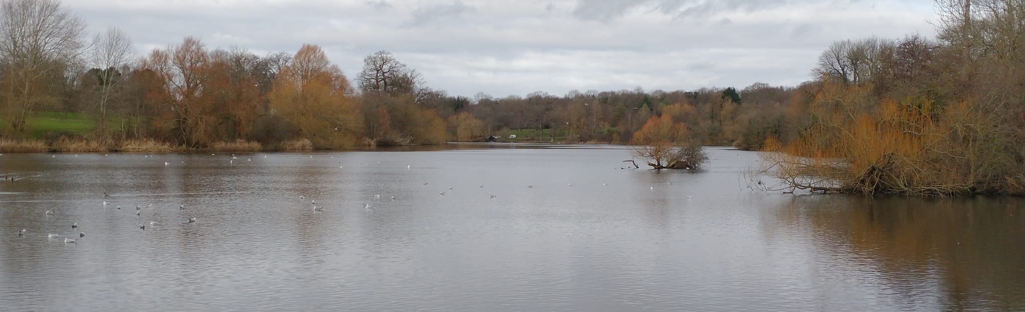 Mote Park Circular, Kent, England - 17 Reviews, Map | AllTrails
