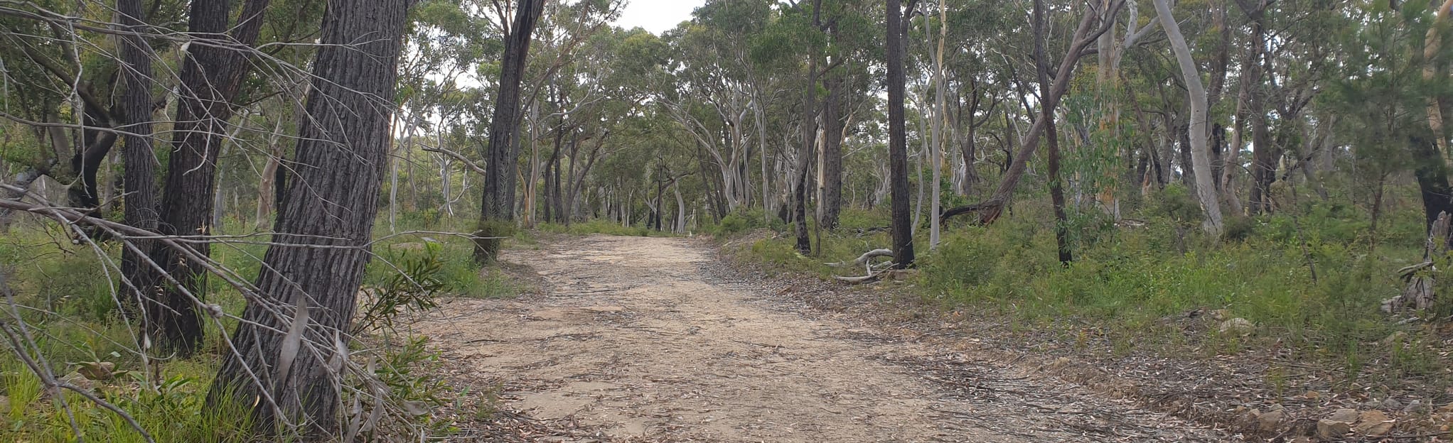 Jellore State Forest Loop: 21 foto's - Nieuw-Zuid-Wales, Australië ...