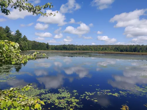 2023 Best Easy Trails in Knight's Pond and Blueberry Hill | AllTrails