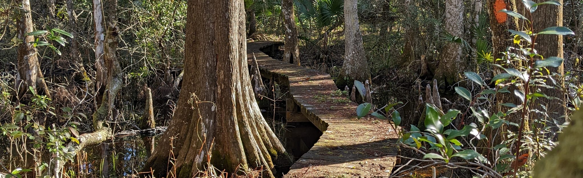 Sawdust Mountain Trail, Florida - 30 Reviews, Map | AllTrails