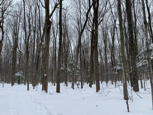 10 Best Trails and Hikes in Gravenhurst | AllTrails