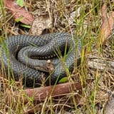 Lake Mountain and Keppel Hut Loop, Victoria, Australia - 76 Reviews ...