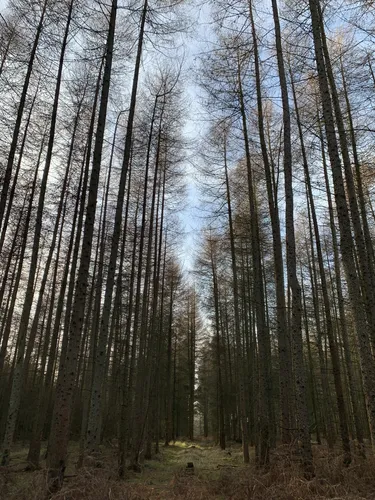 Best Historic Site Trails in Brandon Country Park | AllTrails