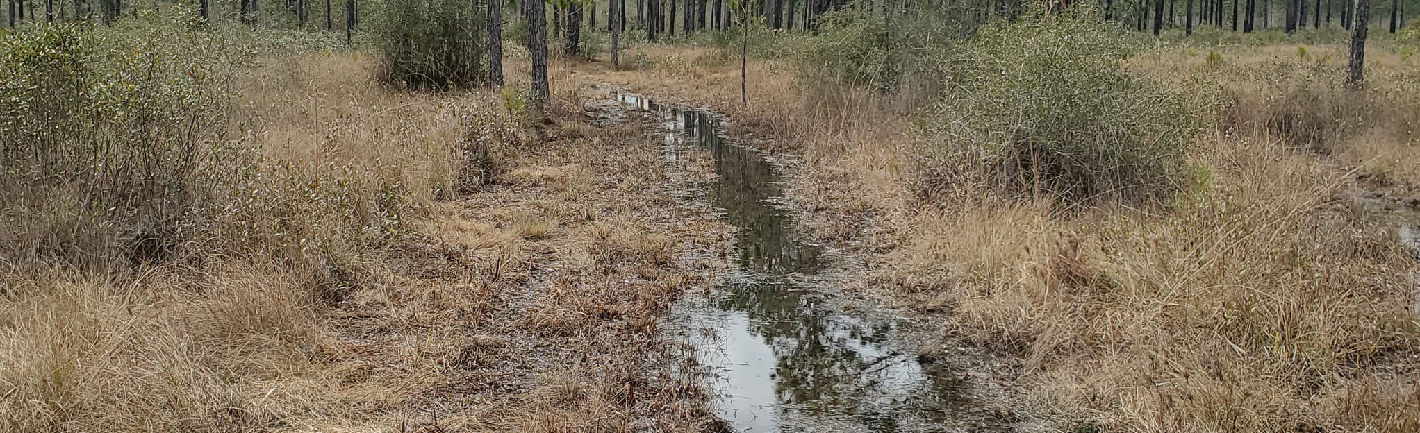 Garcon Point North Spur Trail, Florida - 65 Reviews, Map | AllTrails