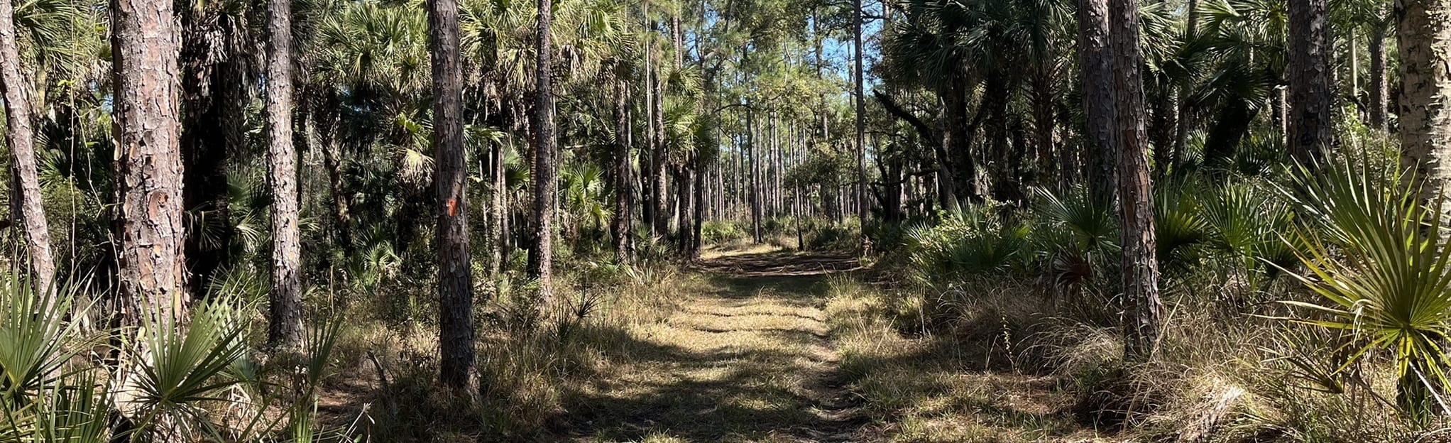 Tosohatchee Wildlife Management Area White, Yellow, and Florida Trail ...
