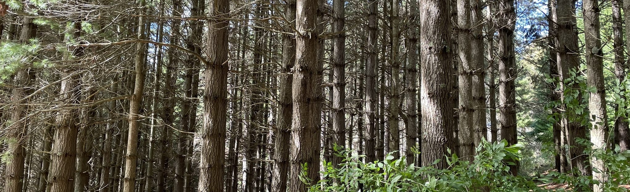 Bendora Hut and Arboretum.: 77 foto's - Nieuw-Zuid-Wales, Australië ...