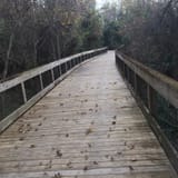 Graham Swamp Trail, Florida - 307 Reviews, Map | AllTrails