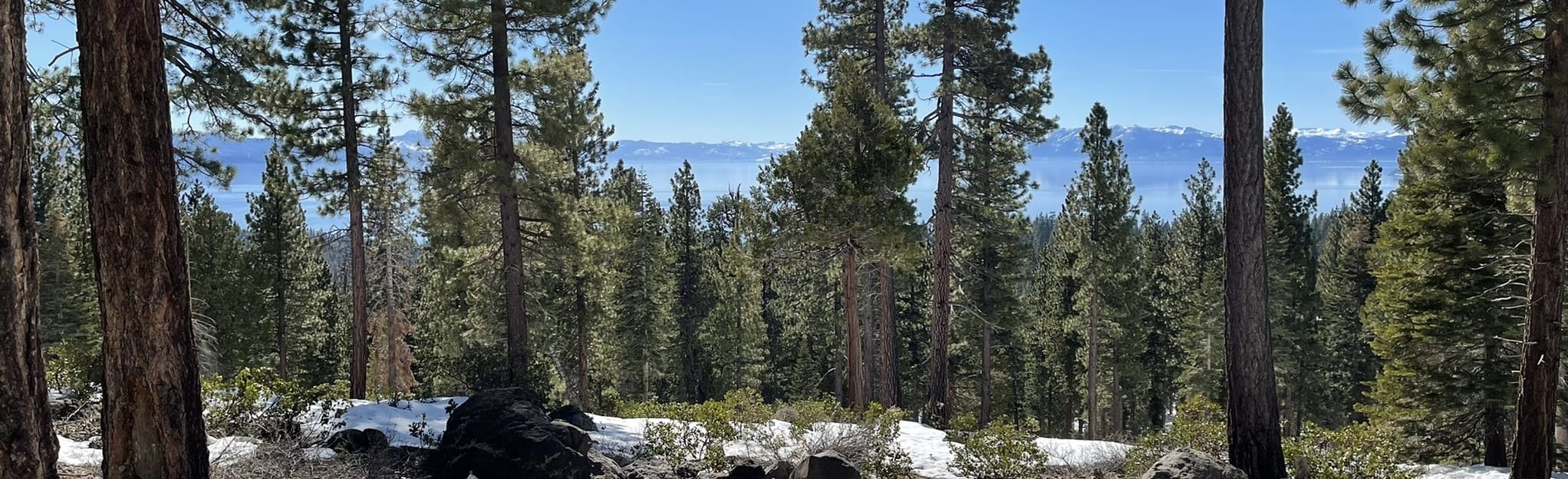 Tree Frog, Lake Ridge, North Ridge, and Pinedrop Loop, California - 199 ...