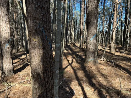 10 Best Hikes and Trails in Blue Ridge Wildlife Management Area | AllTrails