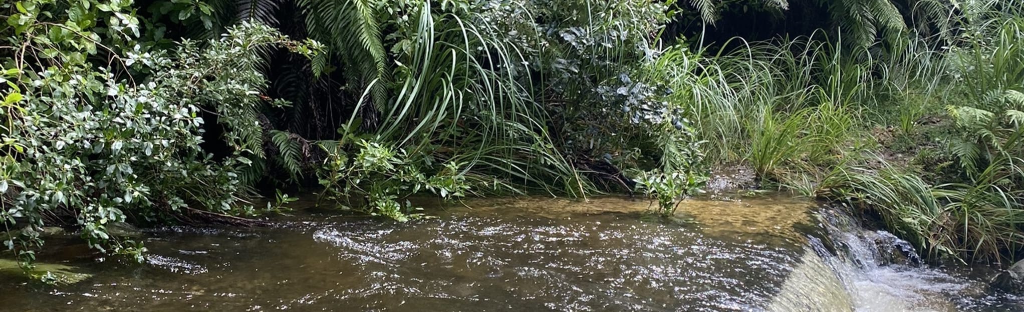 Pukeiti Summit Loop: 3 Reviews, Map - Taranaki, New Zealand | AllTrails