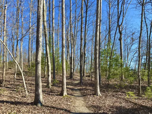 Best Hikes and Trails in Scott State Forest | AllTrails