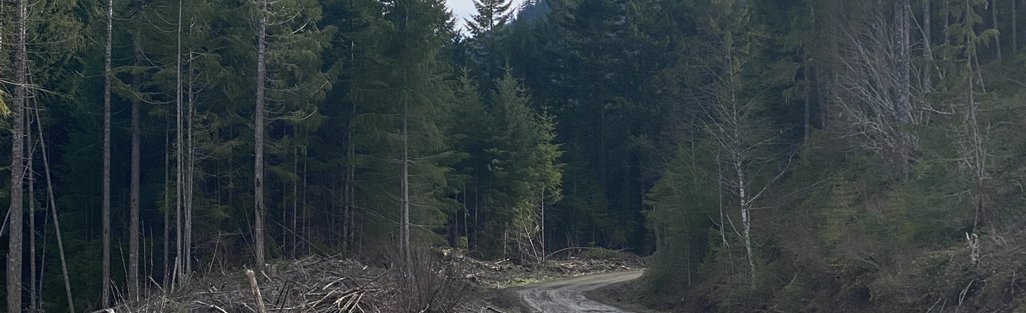 Koksilah Ancient Forest Trail: 73 Reviews, Map - British Columbia ...