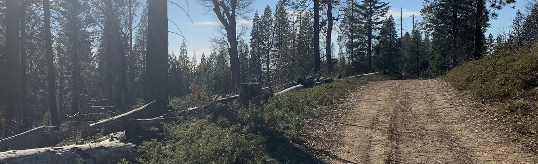 Pilot Peak OHV Loop - California | AllTrails