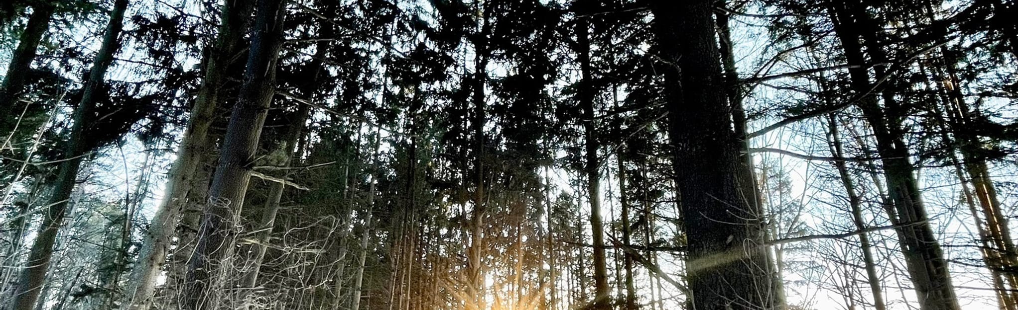 Pioneer Memorial Loop, Ontario, Canada - 110 Reviews, Map | AllTrails