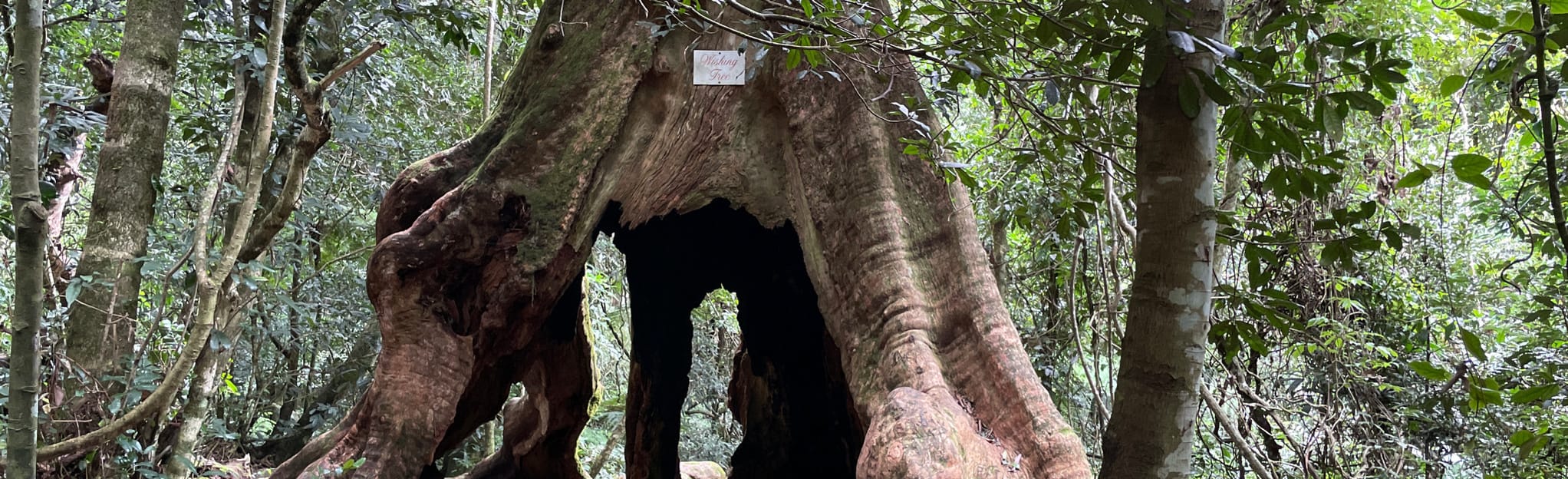 Wishing Tree via Gloworm Gully Loop: 122 fotos - Queensland, Austrália ...