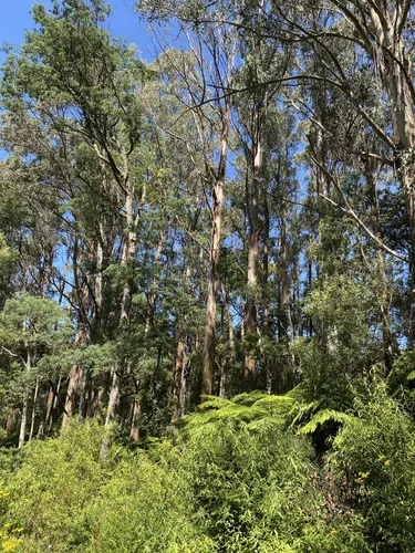 Best Short Trails in Baw Baw National Park | AllTrails