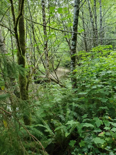 Best Hikes and Trails in Hoko River / Cowan Ranch State Park | AllTrails