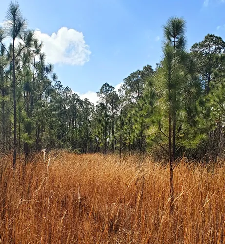 Best Hikes and Trails in Perdido River Nature Preserve | AllTrails