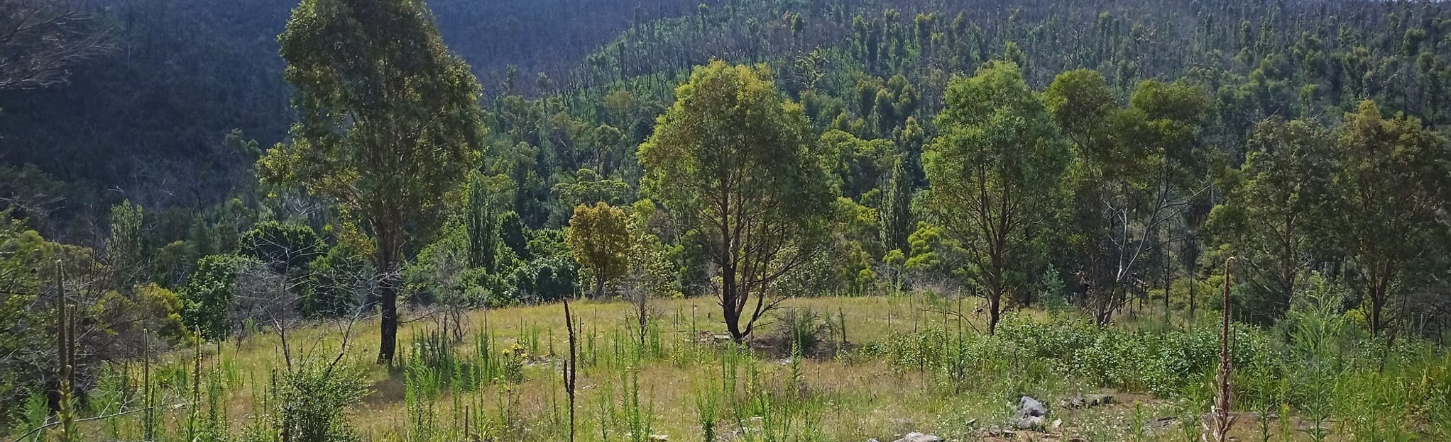 Buchan Caves Wilson Walk: 5 Reviews, Map - Victoria, Australia | AllTrails
