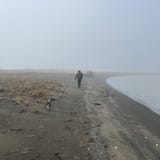 Damon Point State Park Trail, Washington - 408 Reviews, Map | AllTrails