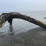 Damon Point State Park Trail, Washington - 408 Reviews, Map | AllTrails