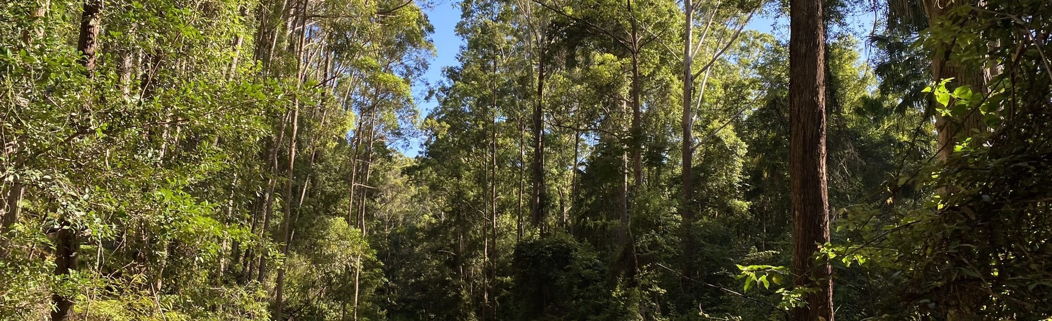 Rocky Creek, Lemon Tree and Komine Loop : 190 fotos - Queensland ...
