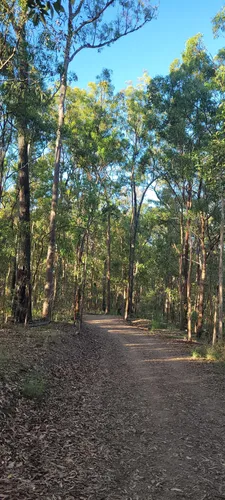 10 Best Trails and Hikes in Brisbane | AllTrails
