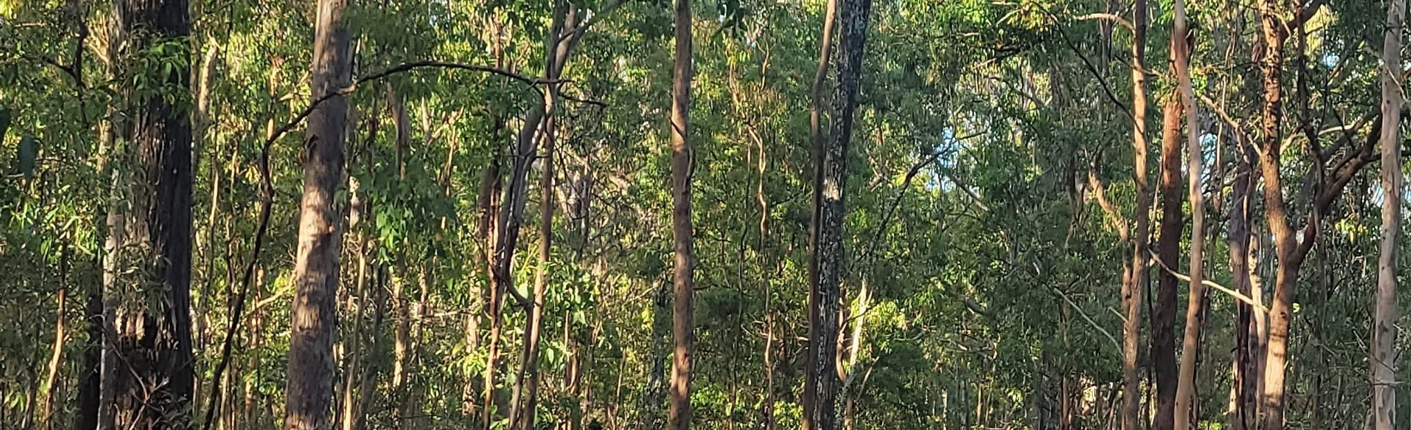 Gap Creek via Kokoda and Simpson Falls, Queensland, Australia - 122 ...