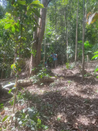 2023 Best Wild Flowers Trails in Chukai | AllTrails