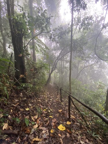 2023 Best 10 Forest Trails in Doi Phu Kha National Park | AllTrails