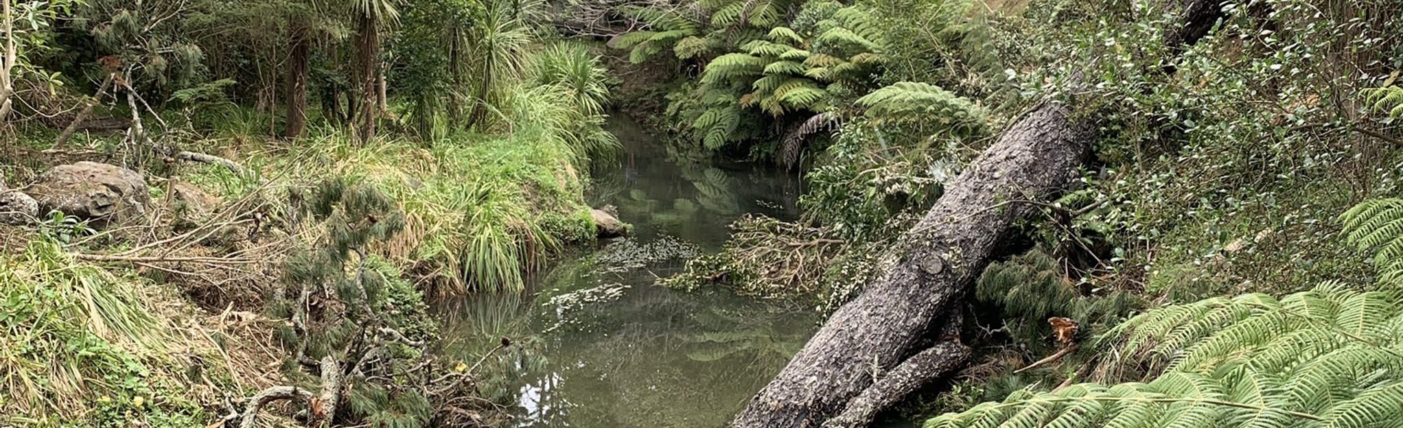 Oakley Creek Walkway & Waterview Park Loop | Map, Guide - Auckland, New ...